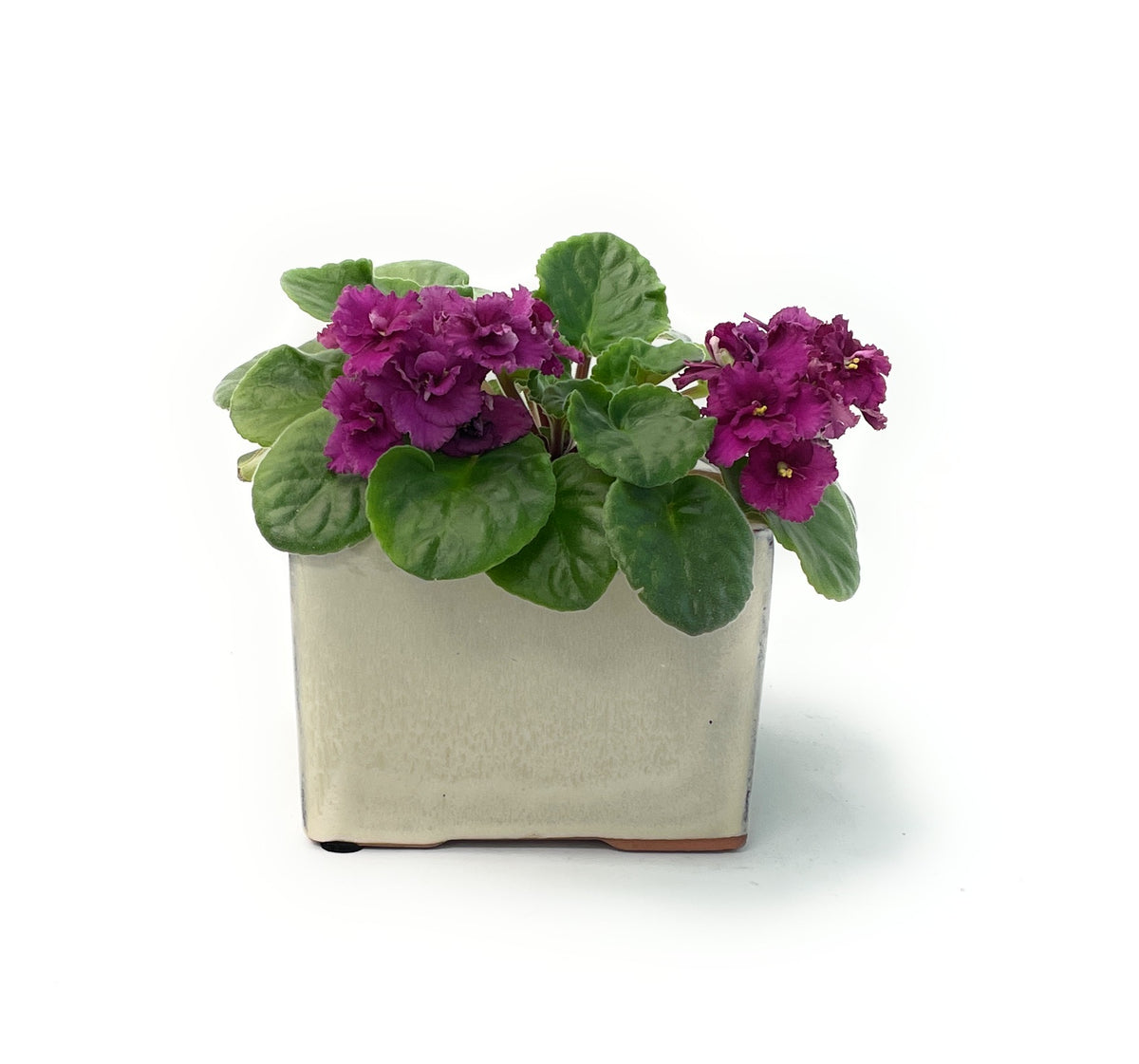 Self Watering Square Pot 4 Inch Ceramic African Violet Planter Vanilla ...
